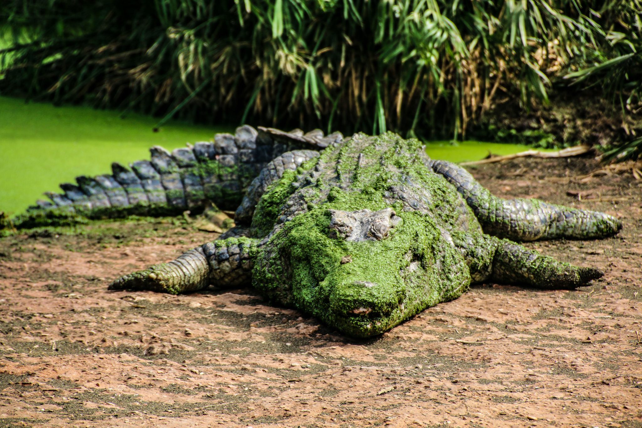 Beaches, Beers And Crocodiles In Broome - Travel Tramp