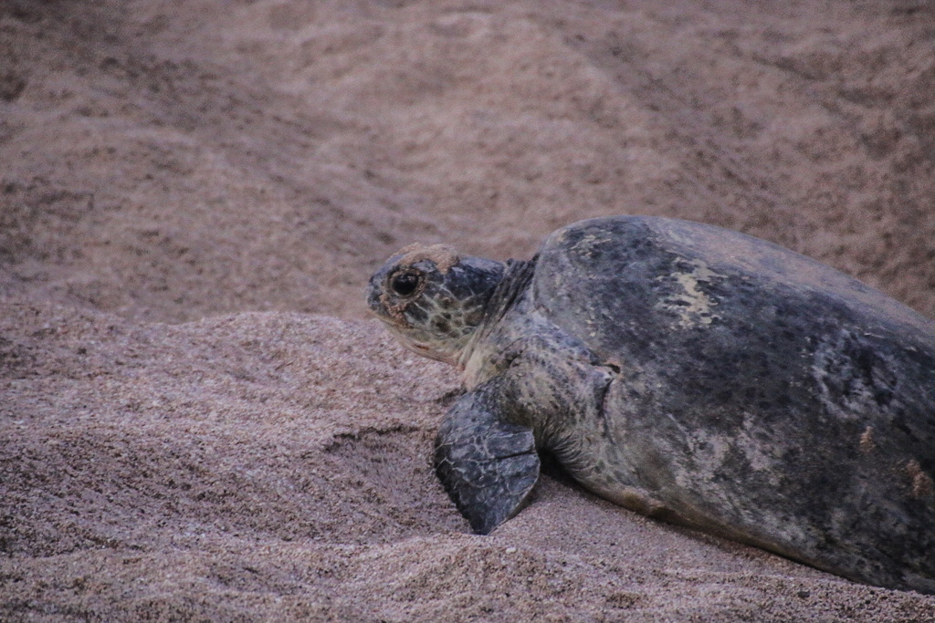 The Ras Al Jinz Turtle Reserve Oman - Up close And Personal With The ...