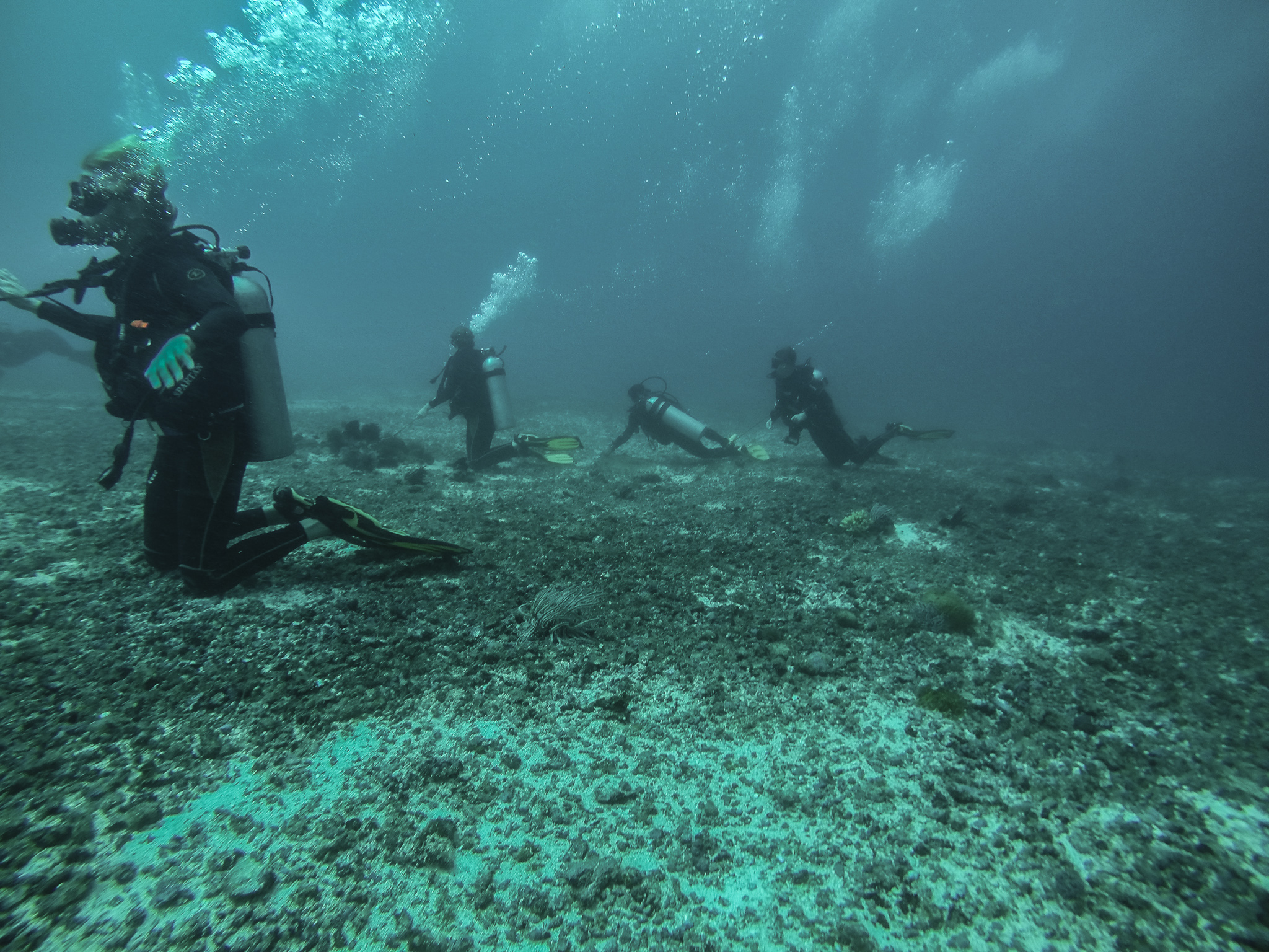 The Whale Sharks of Donsol - Travel Tramp