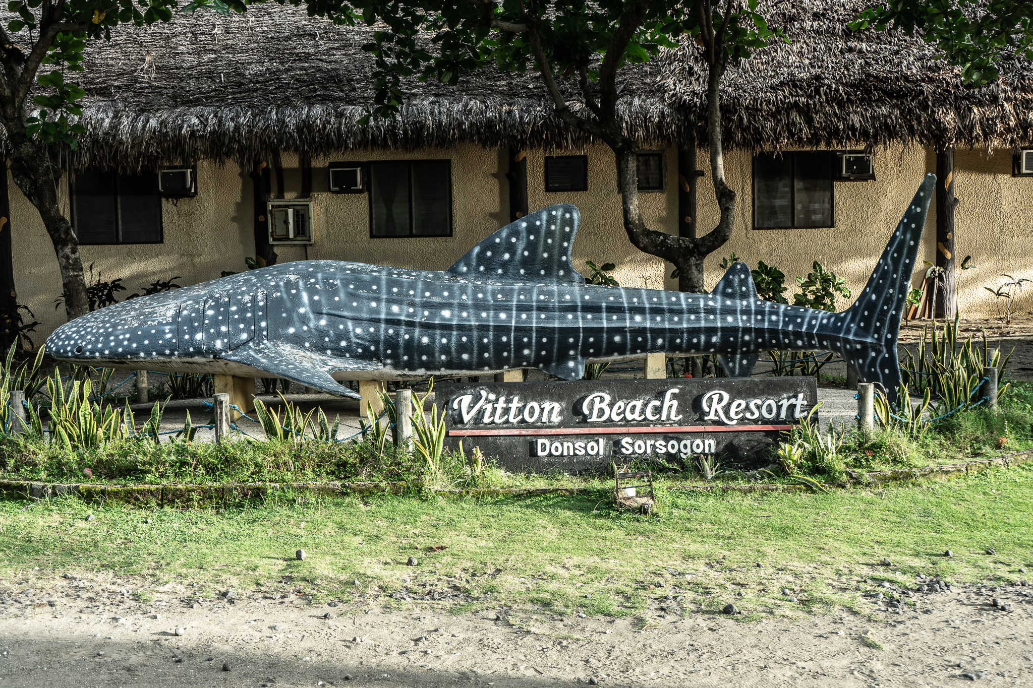 The Whale Sharks of Donsol - Travel Tramp