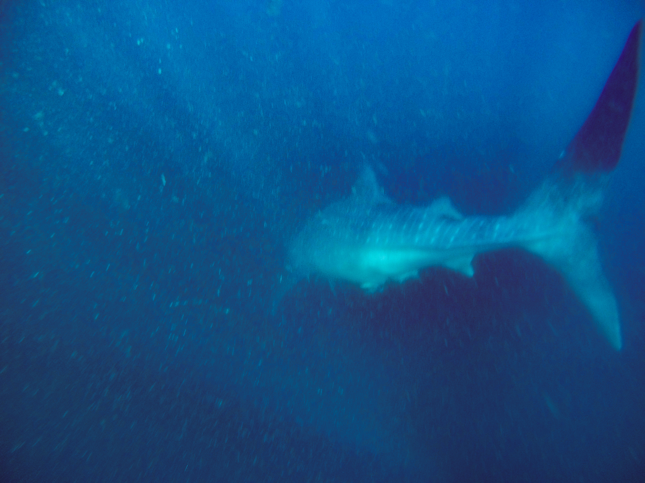 The Whale Sharks of Donsol - Travel Tramp