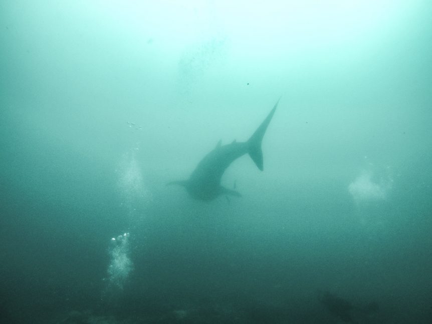 The Whale Sharks of Donsol - Travel Tramp
