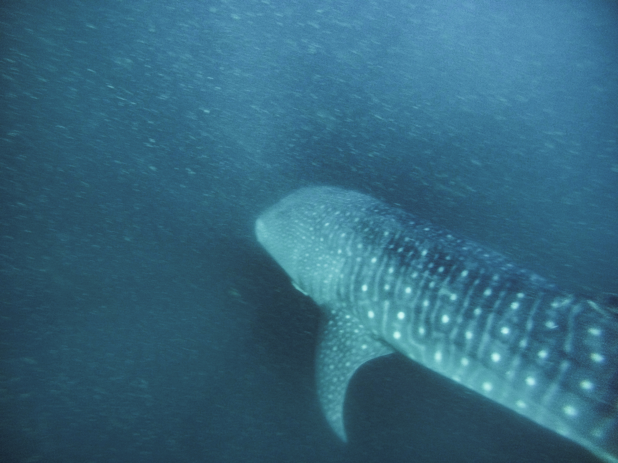The Whale Sharks of Donsol - Travel Tramp