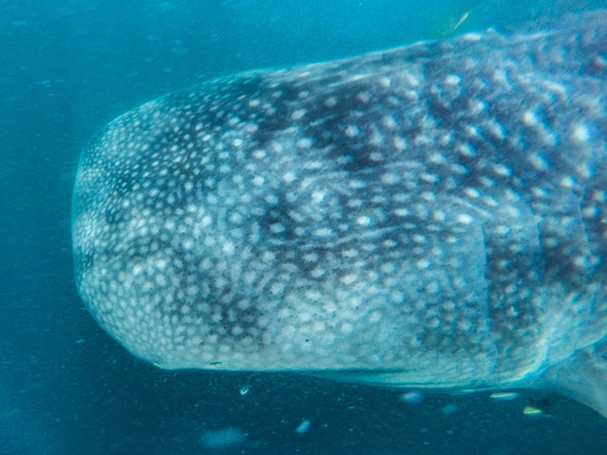 The Whale Sharks of Donsol - Travel Tramp