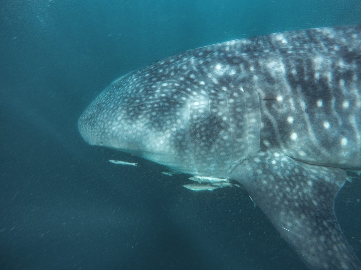The Whale Sharks of Donsol - Travel Tramp