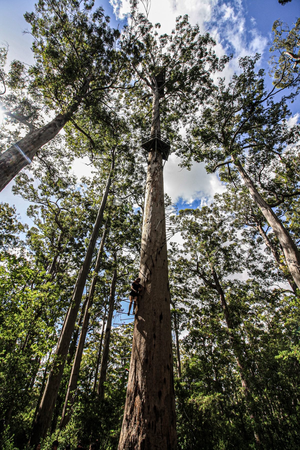 Gloucester National Park - Climbing the 53 Metre Tall Gloucester Tree ...