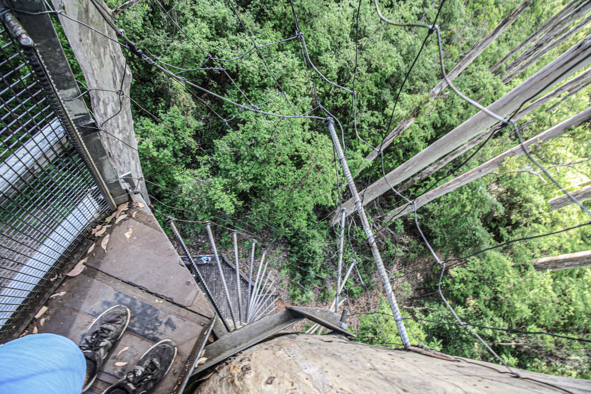 Gloucester National Park - Climbing the 53 Metre Tall Gloucester Tree ...