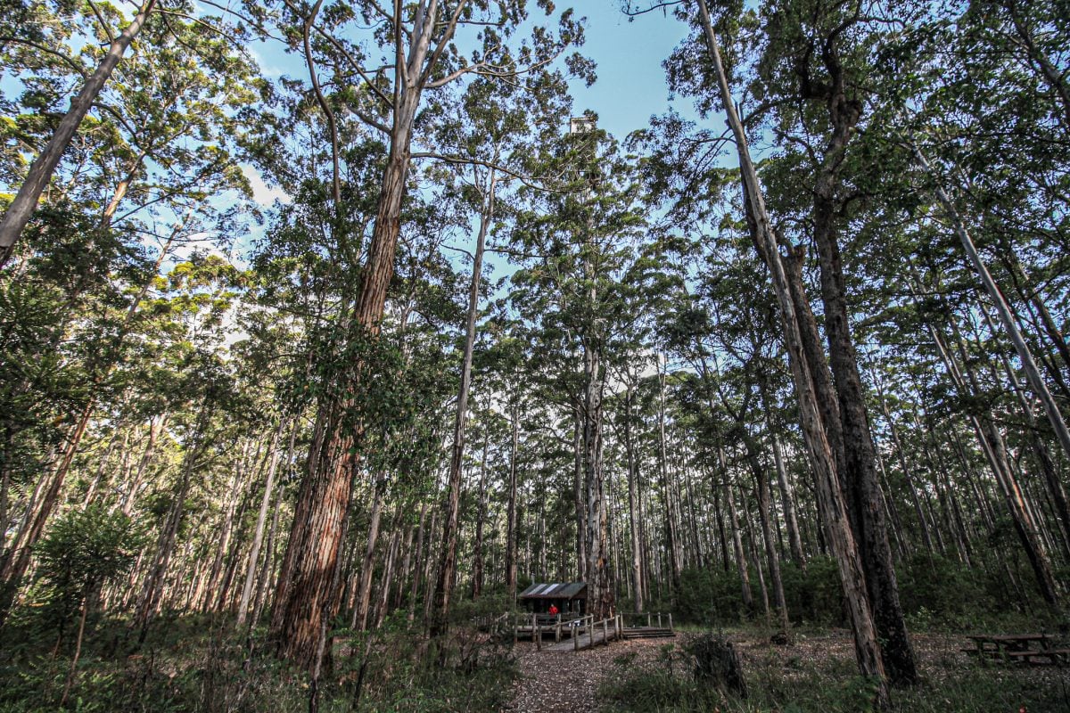Gloucester National Park - Climbing the 53 Metre Tall Gloucester Tree ...