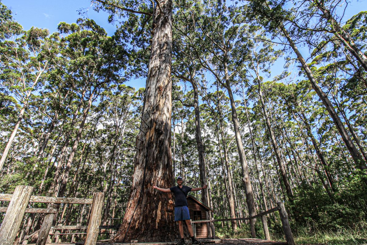 Gloucester National Park - Climbing the 53 Metre Tall Gloucester Tree ...