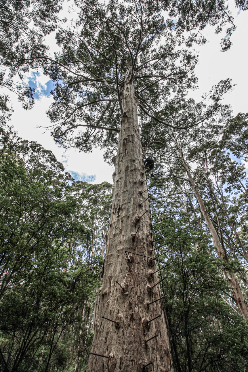 Gloucester National Park - Climbing the 53 Metre Tall Gloucester Tree ...