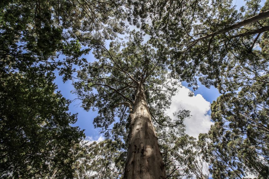 Gloucester National Park - Climbing the 53 Metre Tall Gloucester Tree ...