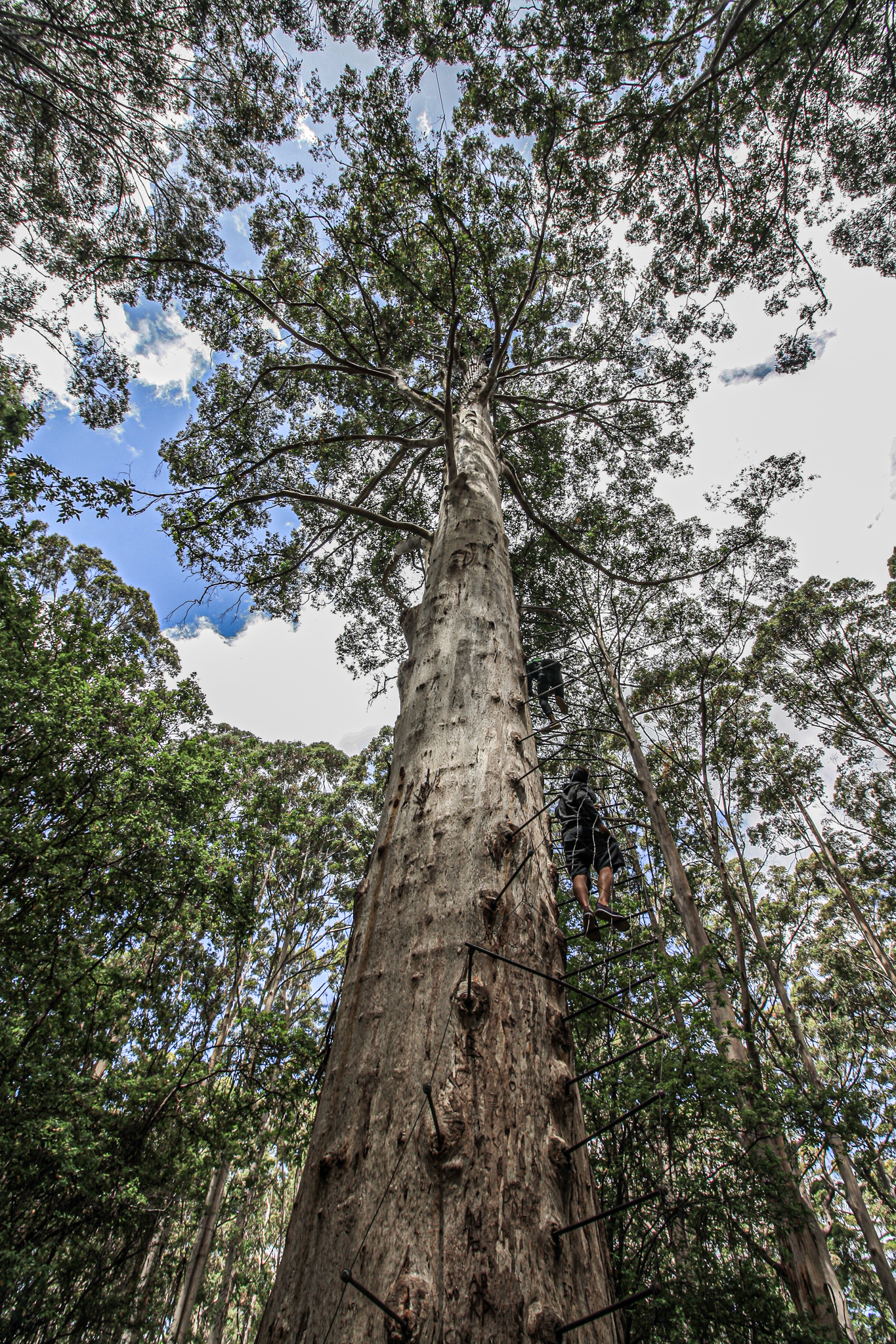 Gloucester National Park - Climbing the 53 Metre Tall Gloucester Tree ...