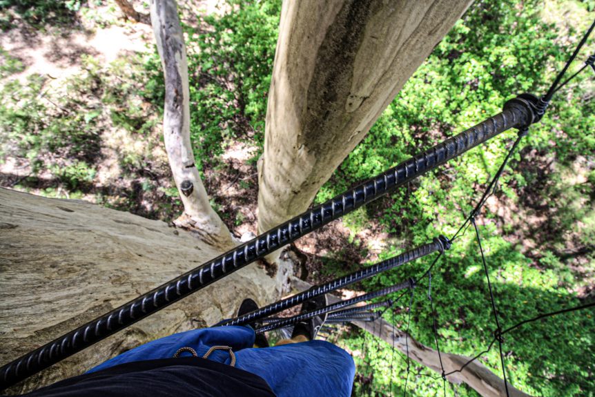 Gloucester National Park - Climbing the 53 Metre Tall Gloucester Tree ...