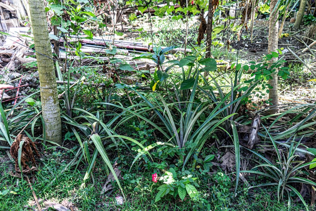 Pina Weaving, Making Clothes From Pineapples - Travel Tramp