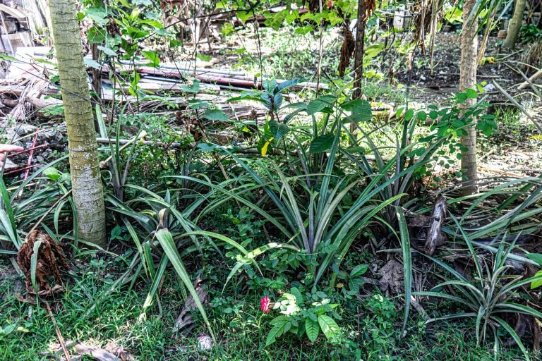 Pina Weaving, Making Clothes From Pineapples - Travel Tramp