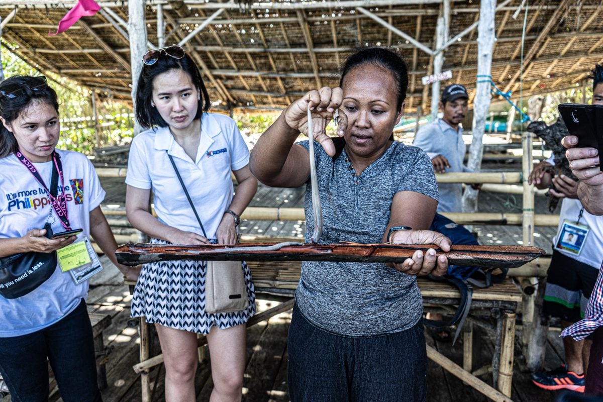 Woodworm or Oyster? What Is The Filipino Tamilok - Travel Tramp