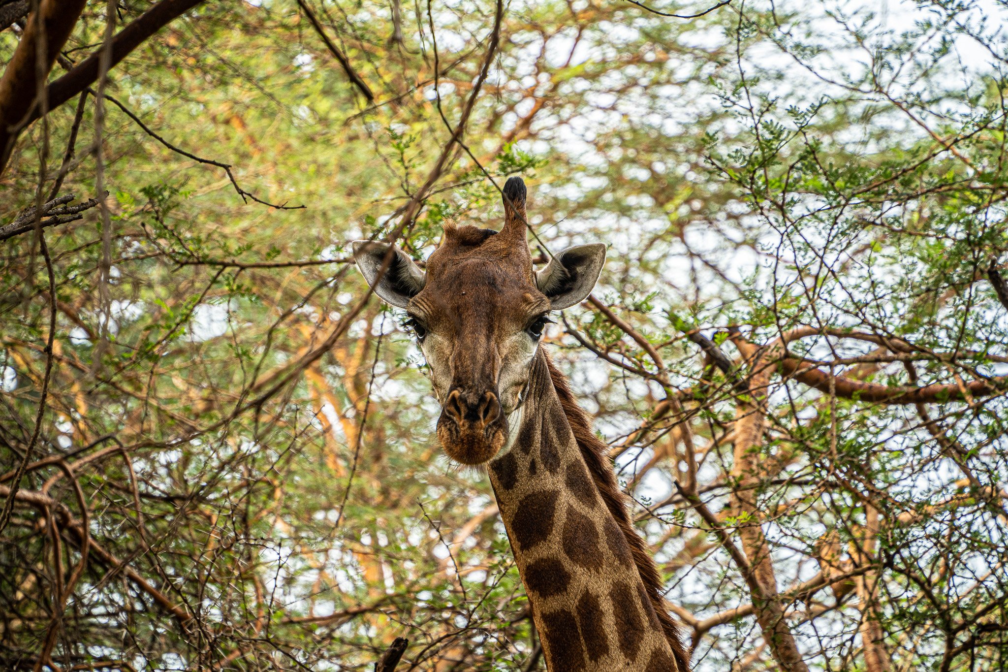 How Many Countries Are in East Africa? Everything You Need to Know ...