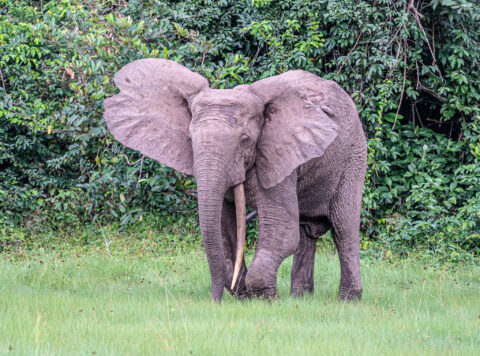 10 Best Places to Visit in Gabon - Travel Tramp